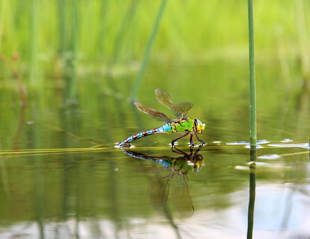 The Antibacterial Properties of Dragonfly-Inspired Nanocoatings
