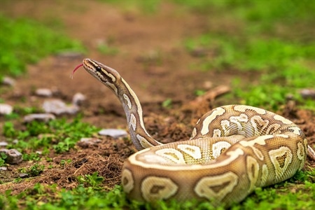 Nanobody Antivenom Protects Against Deadly African snakebites