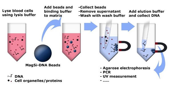 Magnetic Silica Beads in Genomic Applications